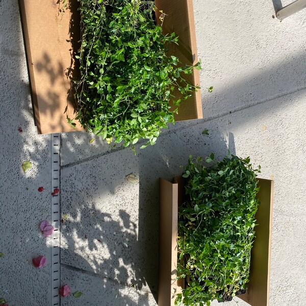 Vinca - Creeping Myrtle - 3.5" Potted Plant - Etsy