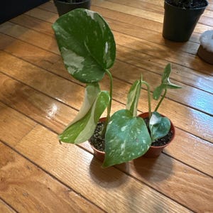 4 African Violet cabbage Patch - Etsy