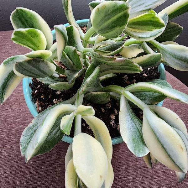Variegated Jade 4" - Etsy
