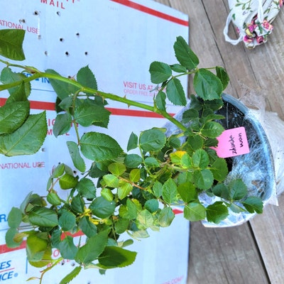 Rare New Rose. Red Juicy Terrazza. 红果汁flower Machine. Continue Blooming ...