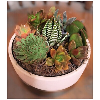 Live Succulent Arrangement in Two-tone Ceramic Bowl, Succulent Planter ...