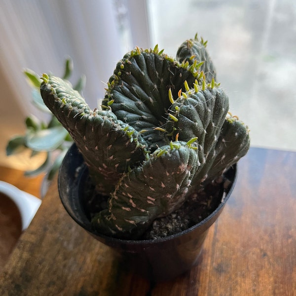 Blue Crested Cactus Rare Cactus Blue Crested Cactus Plant Rare Cactus ...