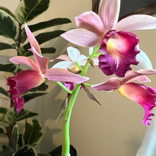 Live Orchid Plant Brassocattleya Hamlyn's Magic 'leilani', Blooming ...