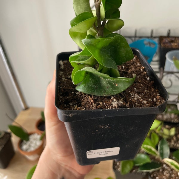 Hoya Hindu Rope, Carnosa Compacta, in a 2 Inch Pot, Live Tiny Mini ...