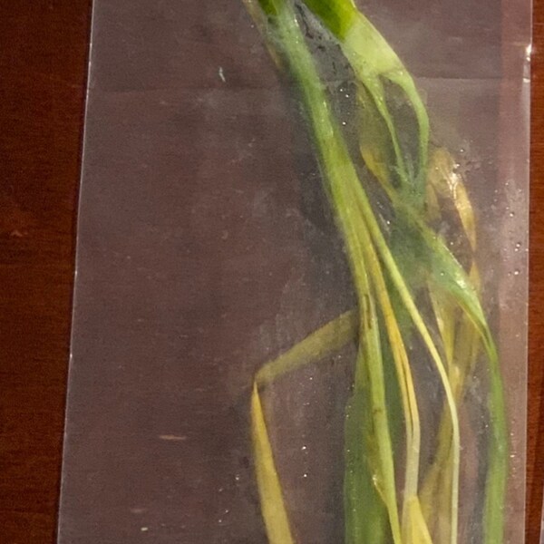 BUY 2 GET 1 FREE Corkscrew Val! (vallisneria Contortionist)-easy Live ...