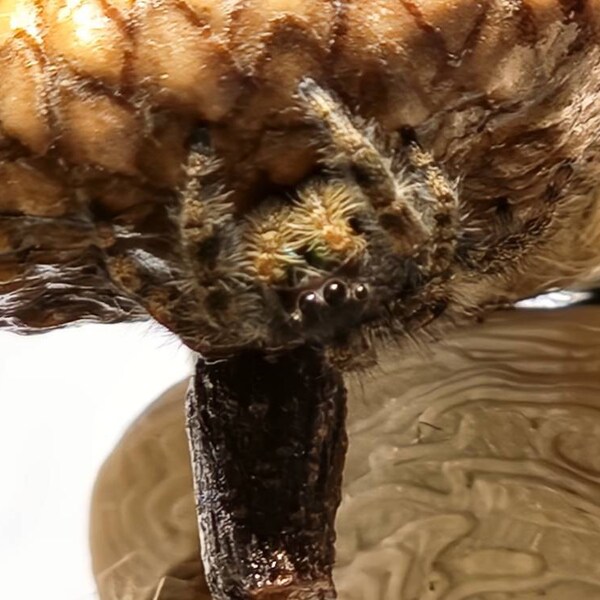 Jumping Spider Magnetic Acorn Ledge/hide (multiple Style) - Etsy