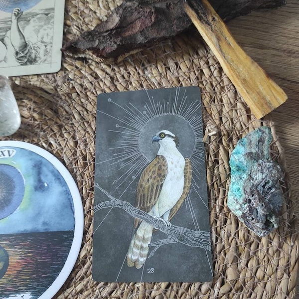Birds Oracle Deck 2 WITH Additional Box - Etsy