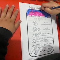 Foldable Duck Life Cycle Learning Activity for Kids | A4 and 11x8.5 ...