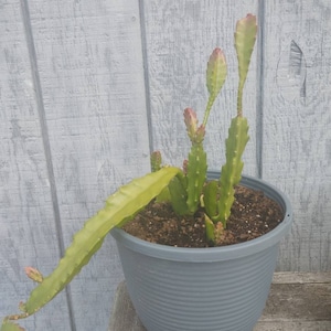 German Empress Epiphyllum 1 Cutting disocactus - Etsy