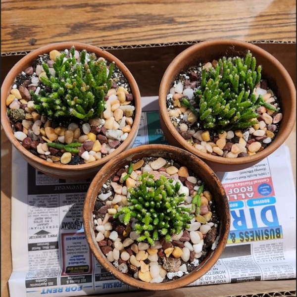 Dancing Bones Cactus: Hatiora Salicornioides Succulent - Etsy