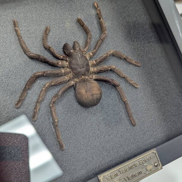 Real Framed Spider Tarantula Bird Eating Insect Shadow Box Taxidermy ...
