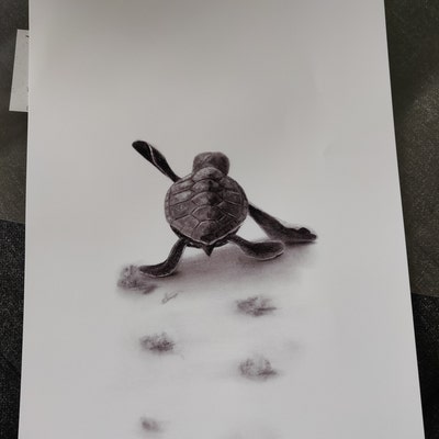 Baby Sea Turtle Graphite Drawing Print A3 A4 A5 Signed by - Etsy