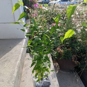 Hosta 'afterglow' 3 Pot Size Starter Plant - Etsy