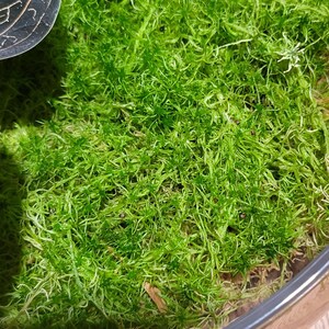 American Tree Moss - Etsy