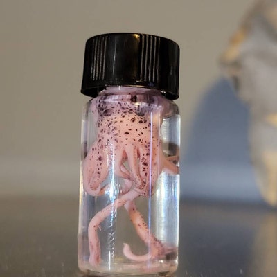 Real Cute PINK Cuttlefish in a Jar, Wet Specimen, Squid, Tentacles ...