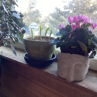 3/ Live BARE Root Hosta free Spirit Starter Plants. Lavender Blooms ...