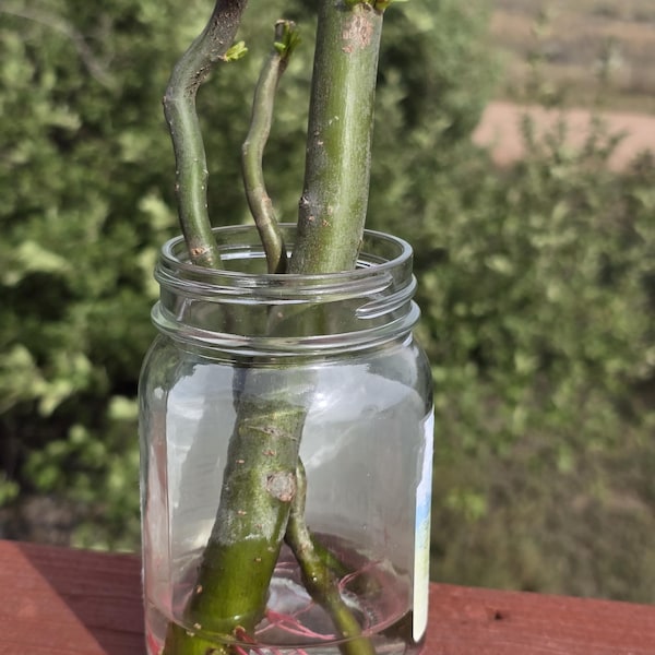Hey Dina Willow Bonsai Tree Cutting - Fast Growing, Indoor/outdoor Bonsai - Etsy