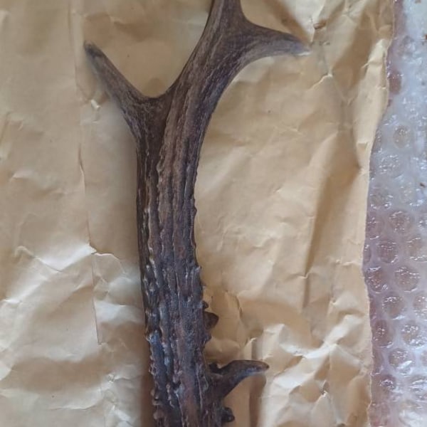 Premium Roe Deer Antlers | SINGLE Premium Quality Antler | Natural ...