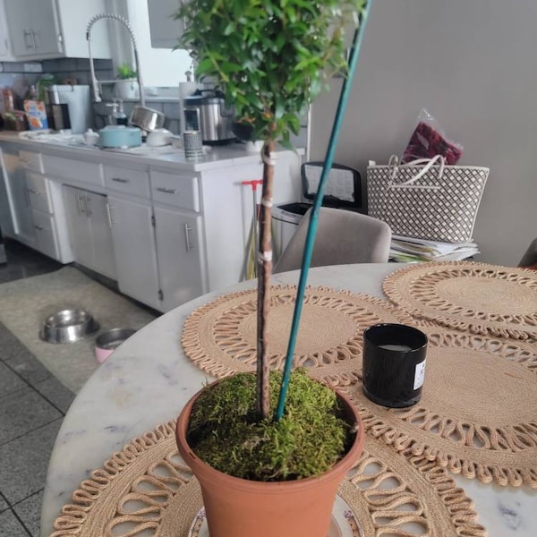 Scented Geranium Topiary Braid or Twist in a 6 Pot - Etsy