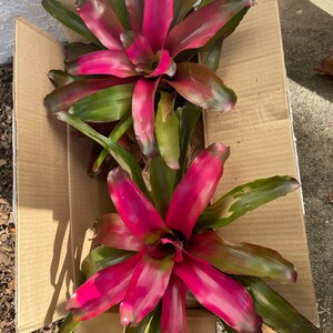 Bromeliad Neoregelia 'supernova' - Etsy