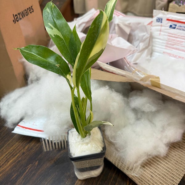 Schlumbergera / Variegated Christmas Cactus 'madame Butterfly' Plant - Etsy