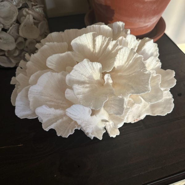 Mixed White Seashells Beach Wedding Decor Sea Shells Assorted Display ...