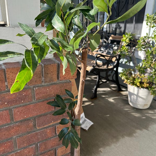 Mango MANILA, CARABAO, FILIPINO Tree, Grafted, 3gl - Etsy