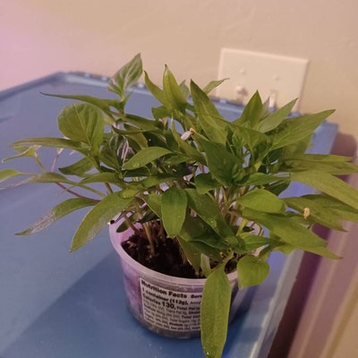 Heirloom Tomato Trip-l-crop Italian Tree Tomato 90 Day - Etsy