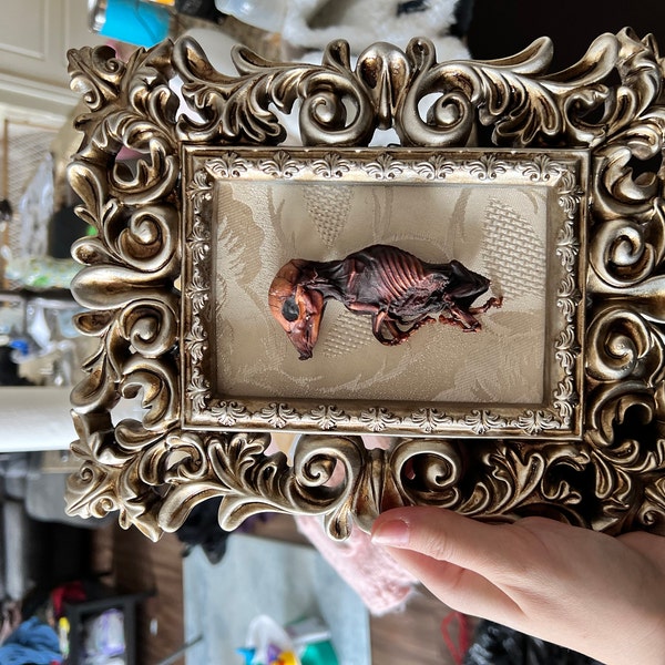 Glass Coffin Shelf Display - Etsy