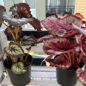 Rhizomatous Begonia 'caravan' - Etsy