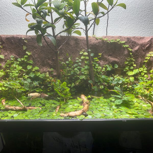 Chinaberry Tree, Pride of India, Bead-tree, Cape Lilac, Persian Lilac ...