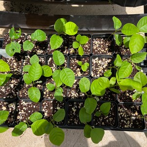 5 Bele Abelmoschus Manihot Edible Hibiscus Tonga Spinach Cuttings FROM ...