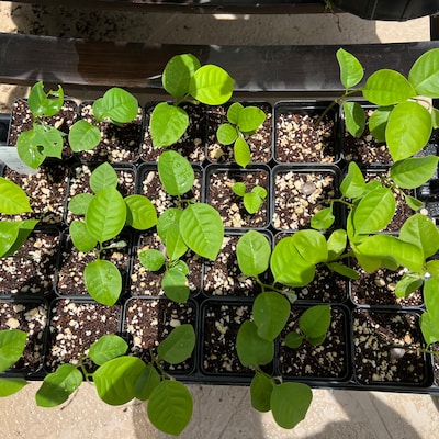 5 Bele Abelmoschus Manihot Edible Hibiscus Tonga Spinach Cuttings FROM ...