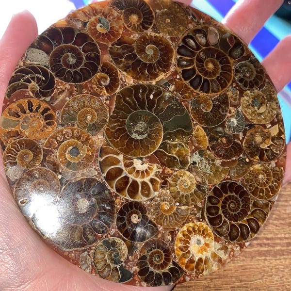 100G+ Natural Ammonite Fossil Shell Plate Disk +free Stand，conch，home ...