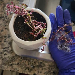 RARE Crassula Tabularis Pagoda Village Succulent Plant 2 Pot - Etsy