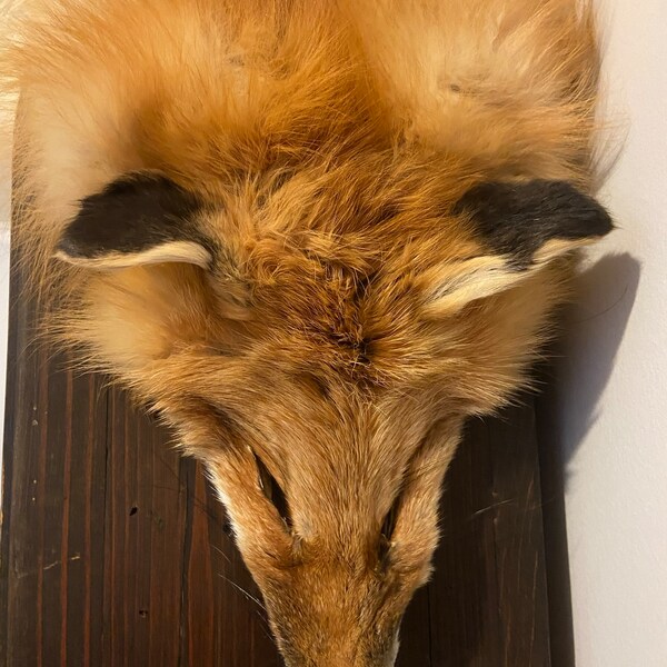 BOBCAT ULTRA SPOTTED Pelt Fresh Tanned Thick Heavy Pelt Fur Hide Log ...