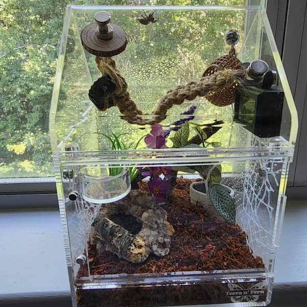 Luna Moth Spider Hide - Etsy