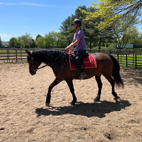 Maiars Progeny Bridle, Chamfron Horse Barding Tack - Etsy