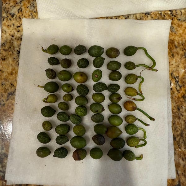 Egg Tree Seeds - Etsy