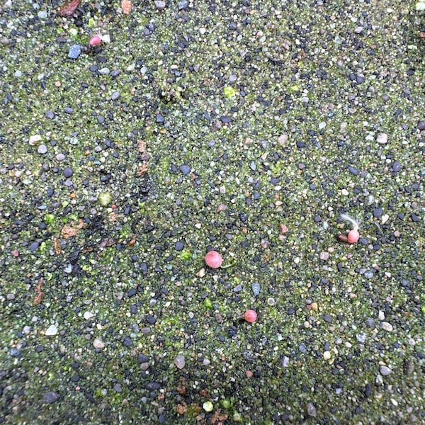 Yucca Glauca Plant Seeds Canada, Soapweed, Ghosts in the Graveyard ...