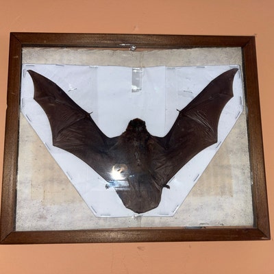 CYNOPTERUS SPHINX Hanging Real Bat Taxidermy Fast Ship - Etsy