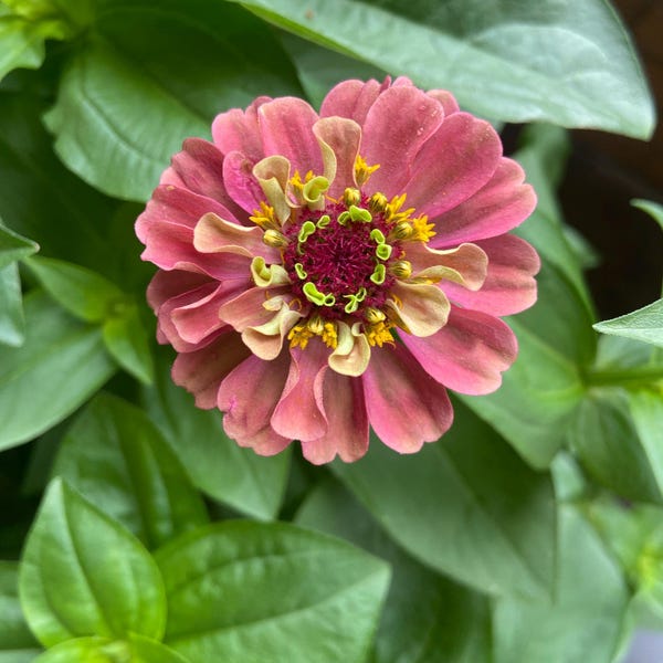 Benarys Giant CORAL Zinnia Flower Seeds - Untreated Heirloom Easy to ...