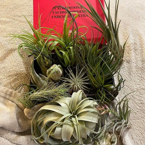Tillandsia Aeranthos Air Plant - Carnation of the Air - 30 Day ...