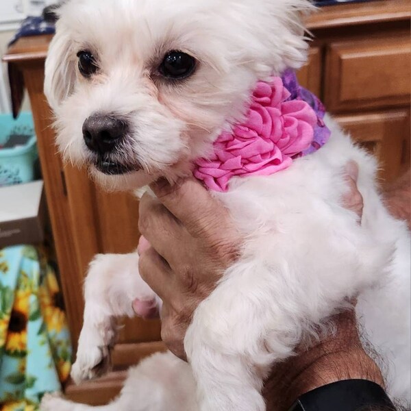 Dog Ruffle Collar, Budding Blooms Dog Scrunchie Collar With Pink ...