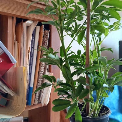 LIVE 6 Pot Ivy Plant, Hedera Helix, Plant Gift for Home, Dad Christmas ...