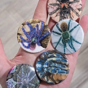 Velvet Spider Sticker 3.5 Inch Glossy Sticker Ladybird - Etsy