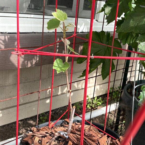 Niagara Seeded Grape Vine, Table, Juice - Etsy