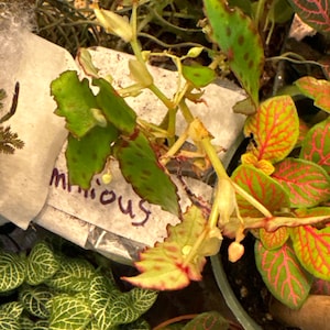Blushing Bride Tradescantia Houseplants Live Plant in Pot - Etsy