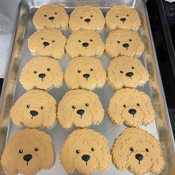 Golden Doodle, Bichon, Lab, Frenchie/boston Terrior, Yorkie, or Boxer ...