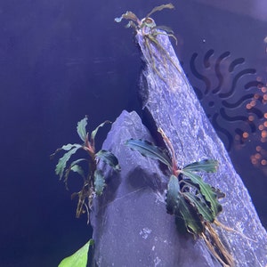 BUY 2 GET 1 FREE Bucephalandra Buce Godzilla Kedagang Red Easy Live ...